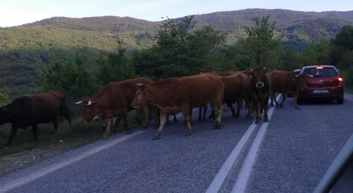Σαν βγεις στον πηγαιμό για Καρπενήσι...πρόσεχε (φωτογραφίες) – tvstar.gr