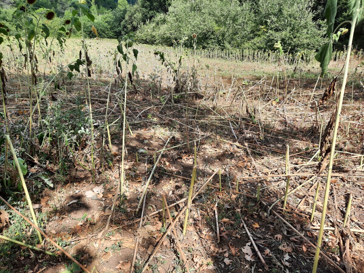 Τα αγριογούρουνα θερίζουν τα πάντα στην Εύβοια. Σε απόγνωση οι αγρότες ...