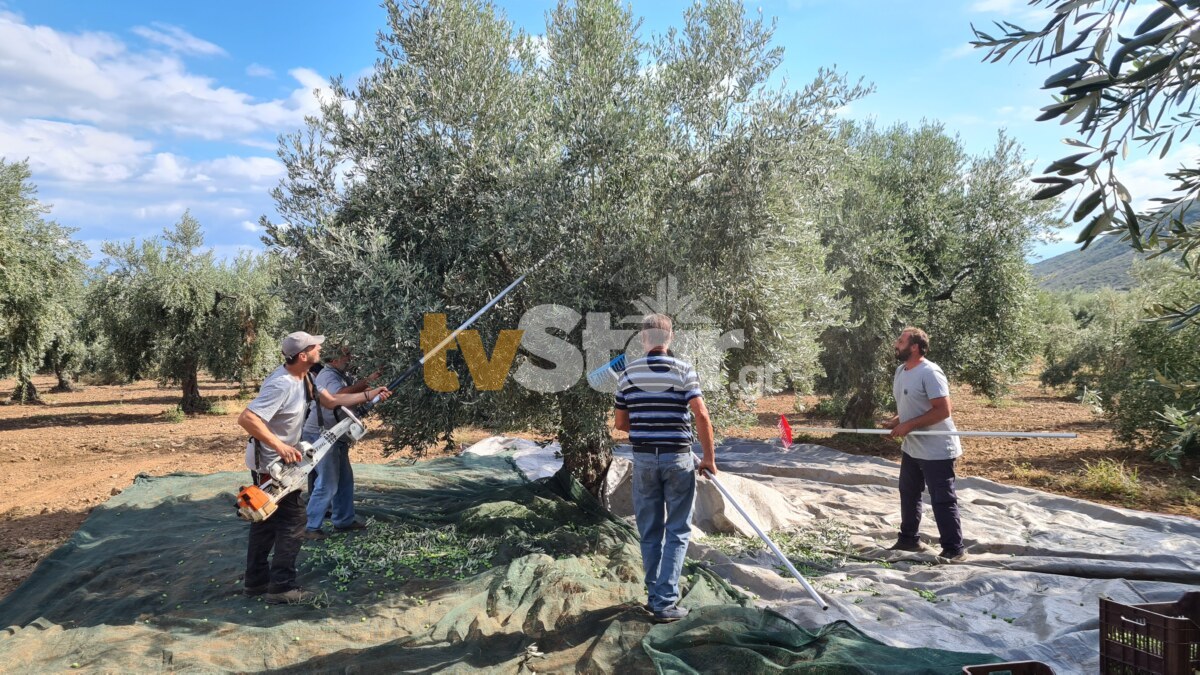 Φθιώτιδα: "Δεν συμφέρει να μαζέψουμε ελιές. θα εγκαταλείψουμε τα ...