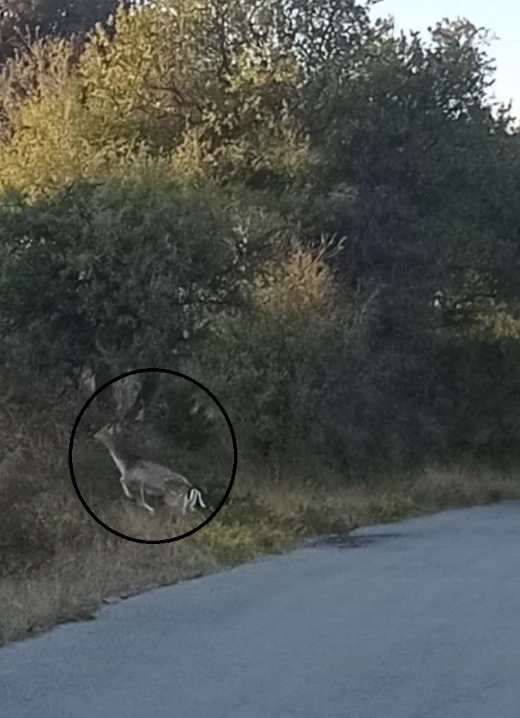 Εθεάθη για πρώτη φορά ελάφι σε δασική περιοχή του δήμου Ερέτριας ...