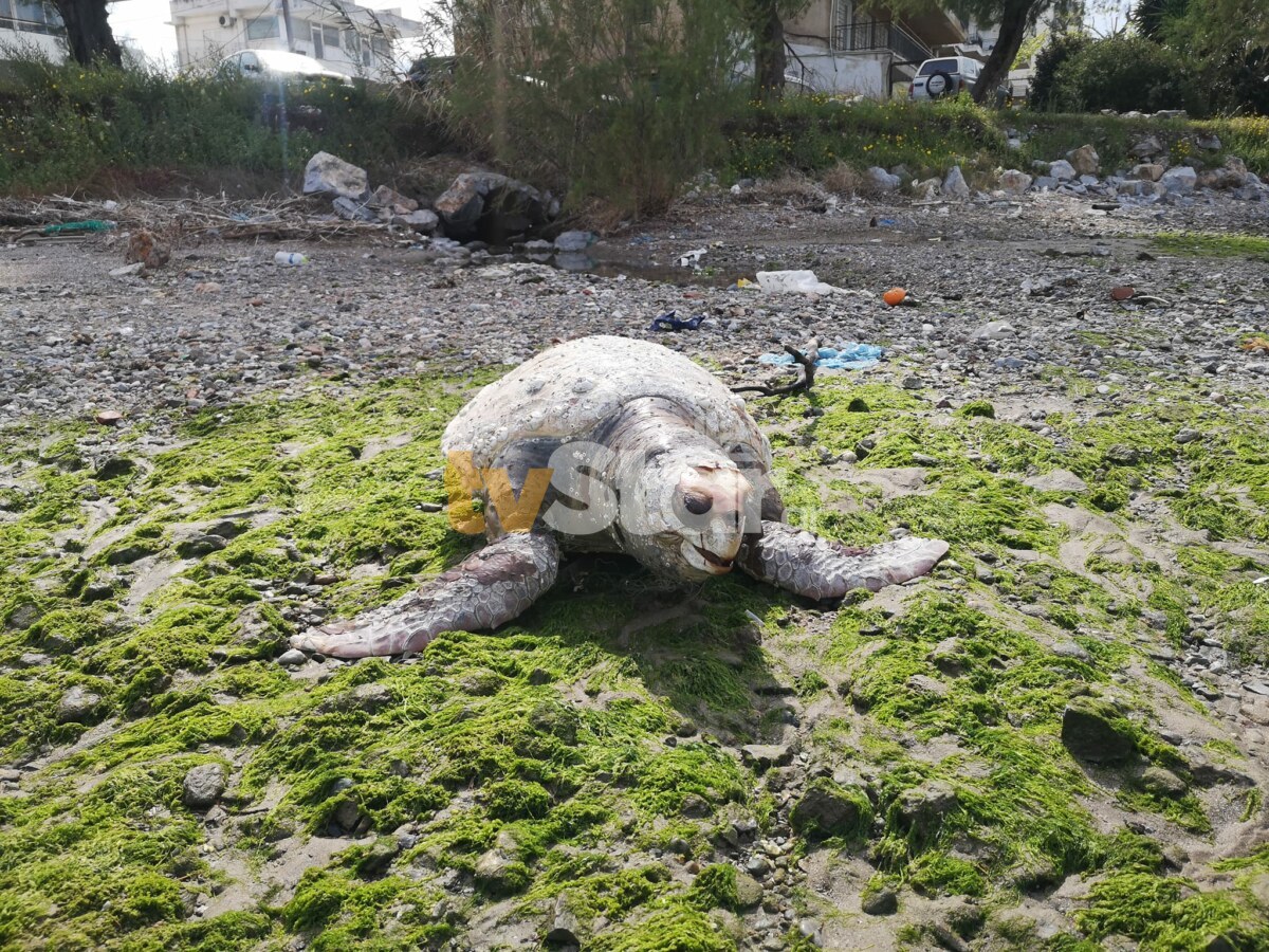 Βρέθηκε θαλάσσια χελώνα χτυπημένη στο κεφάλι στη Λιανή Άμμο Χαλκίδας. Η ...