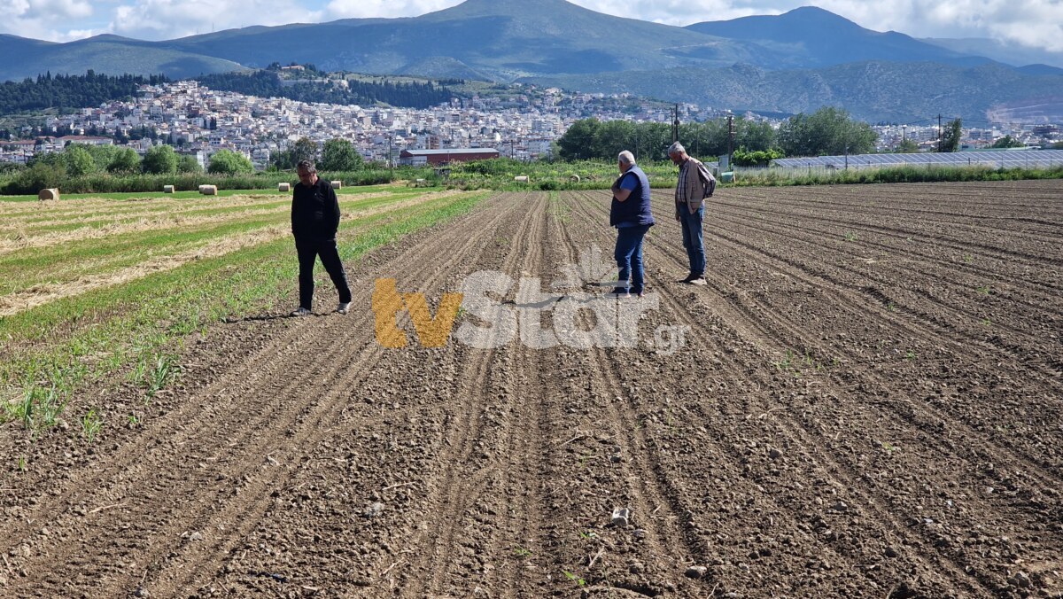 Καταστράφηκαν οι καλλιέργειες στον κάμπο της Λαμίας. (video) – tvstar.gr
