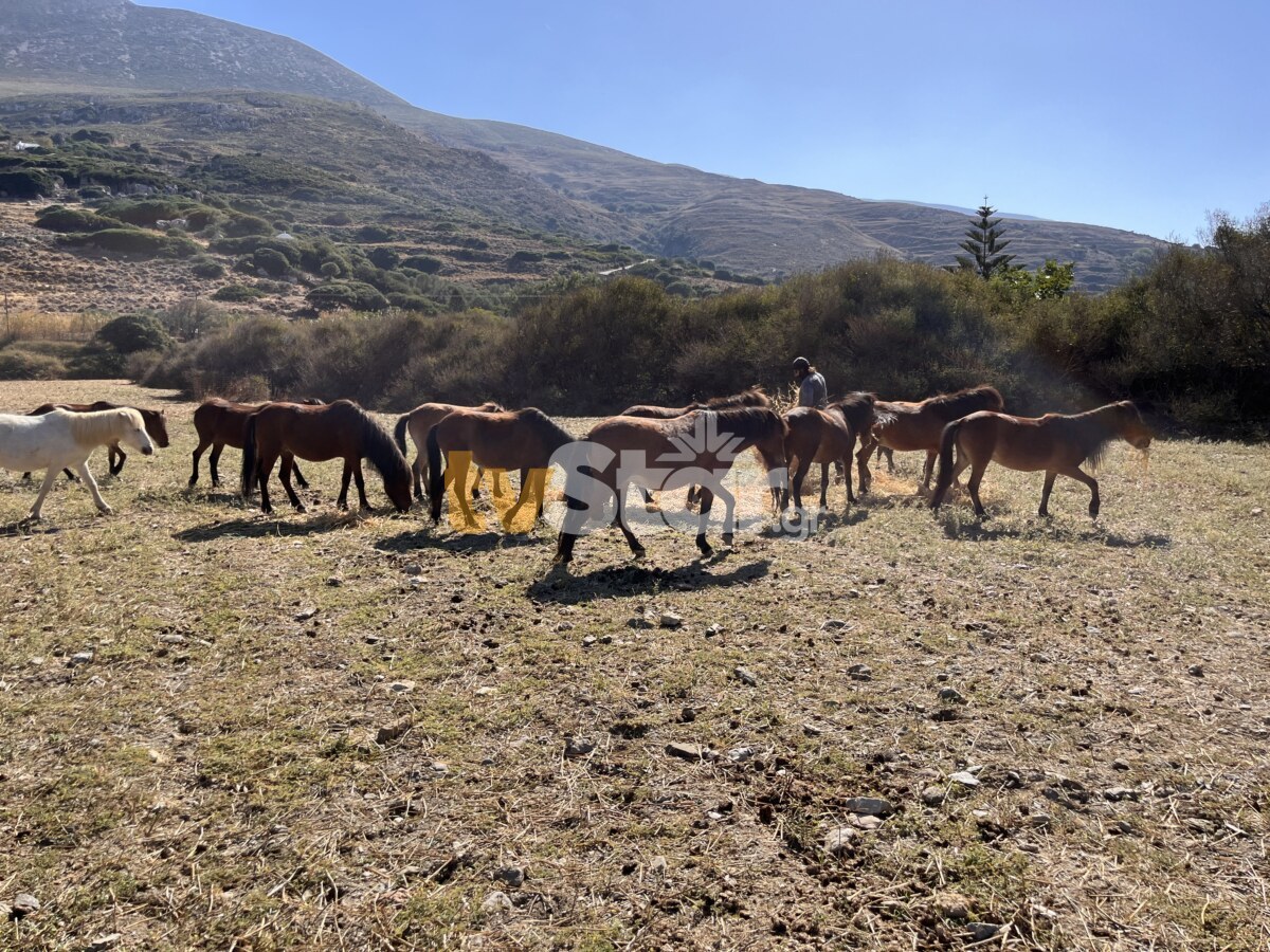 Προσπάθειες να μην εξαφανιστεί το Σκυριανό αλογάκι - Τι λέει στο Star ...