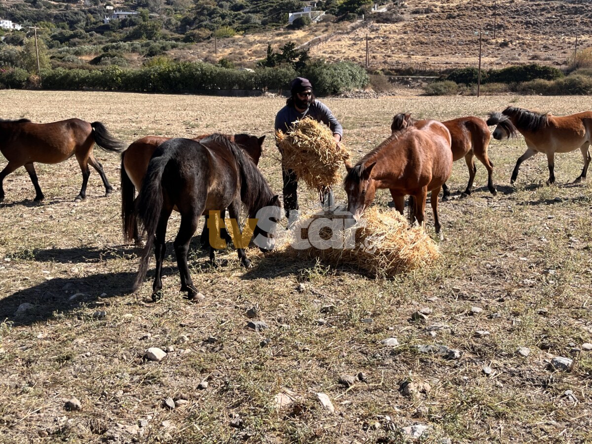 Προσπάθειες να μην εξαφανιστεί το Σκυριανό αλογάκι - Τι λέει στο Star ...