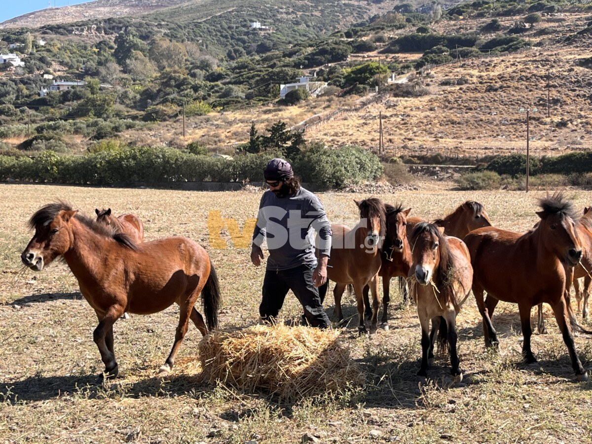 Προσπάθειες να μην εξαφανιστεί το Σκυριανό αλογάκι - Τι λέει στο Star ...