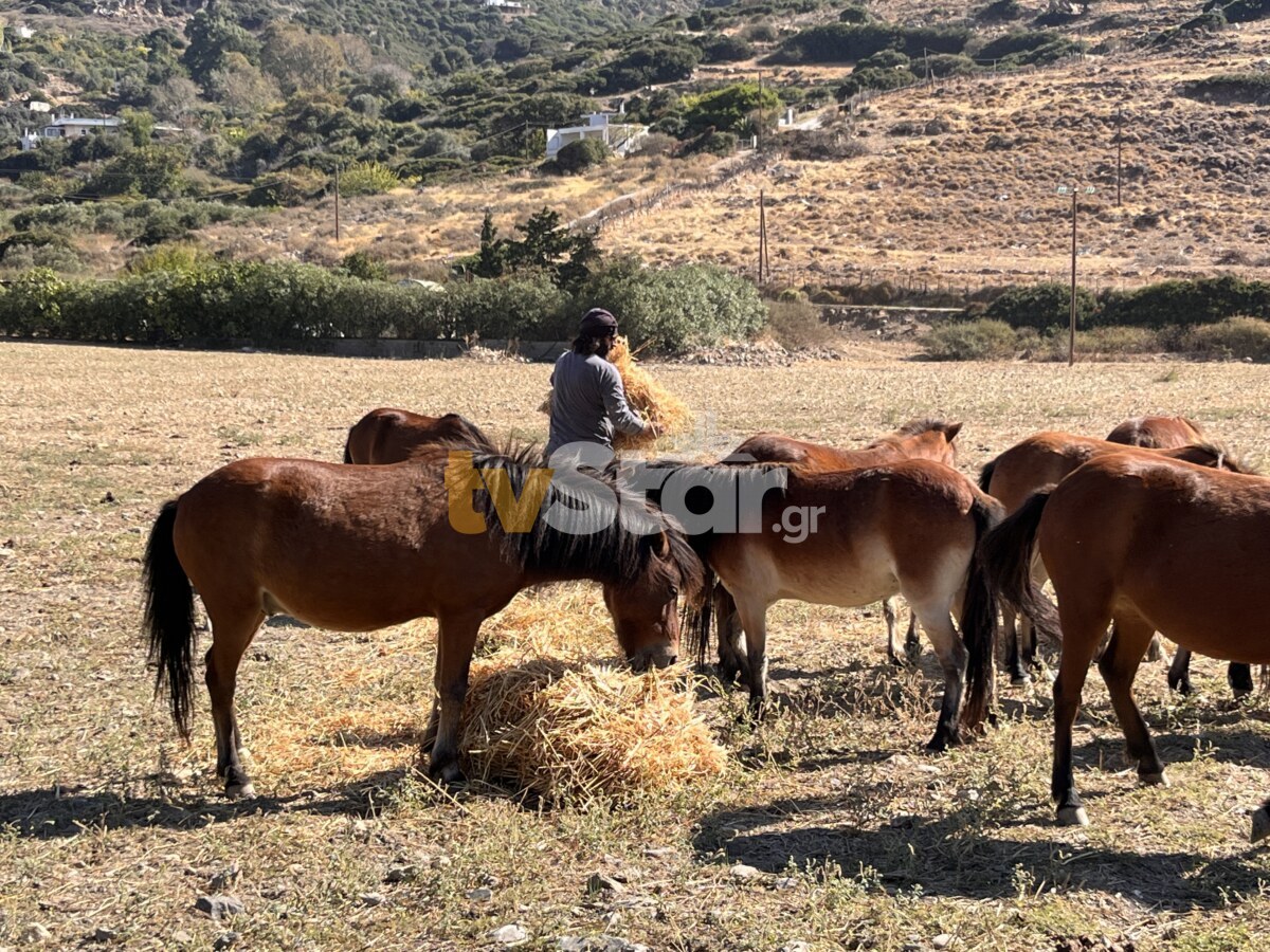 Προσπάθειες να μην εξαφανιστεί το Σκυριανό αλογάκι - Τι λέει στο Star ...