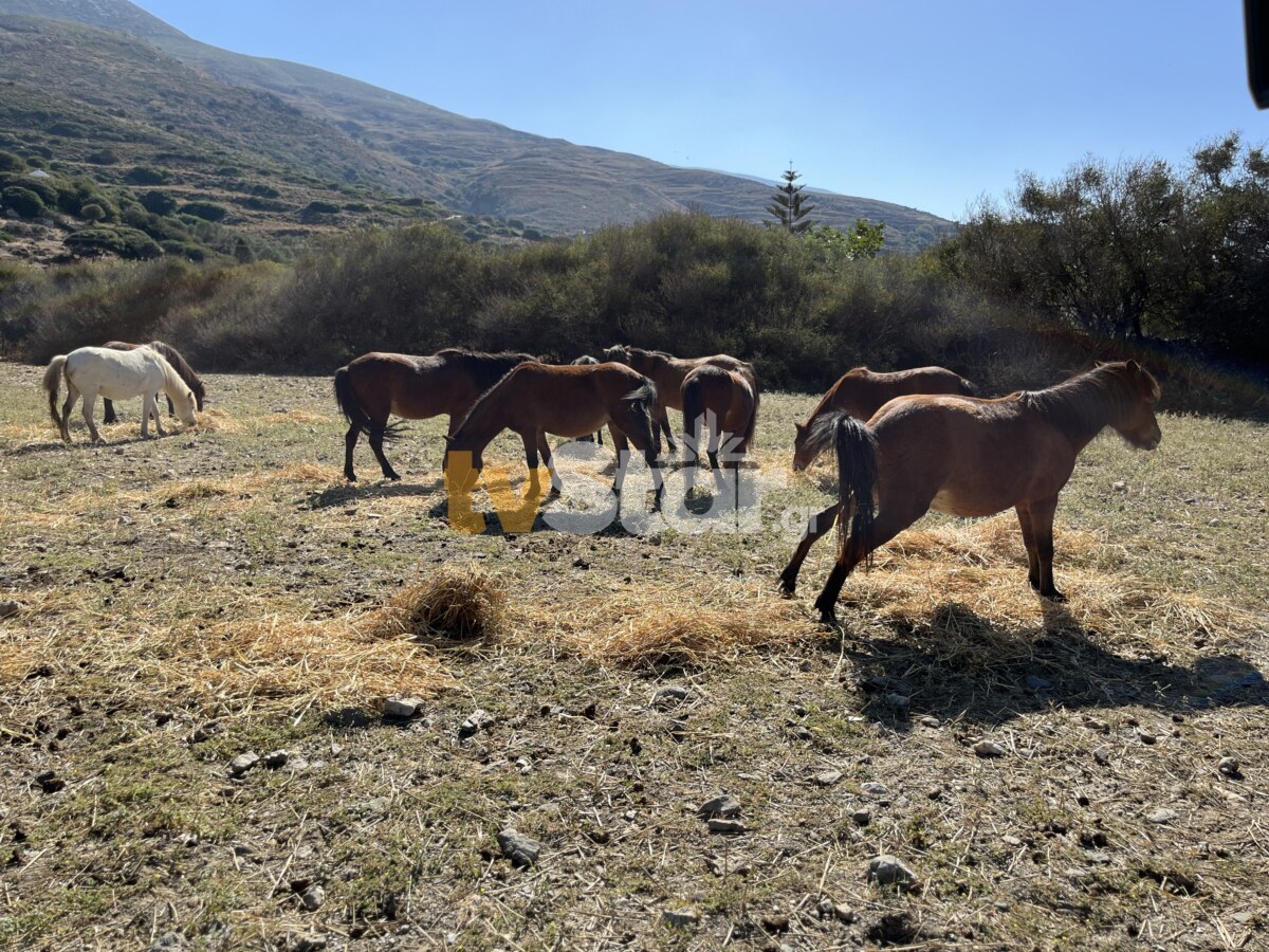 Προσπάθειες να μην εξαφανιστεί το Σκυριανό αλογάκι - Τι λέει στο Star ...