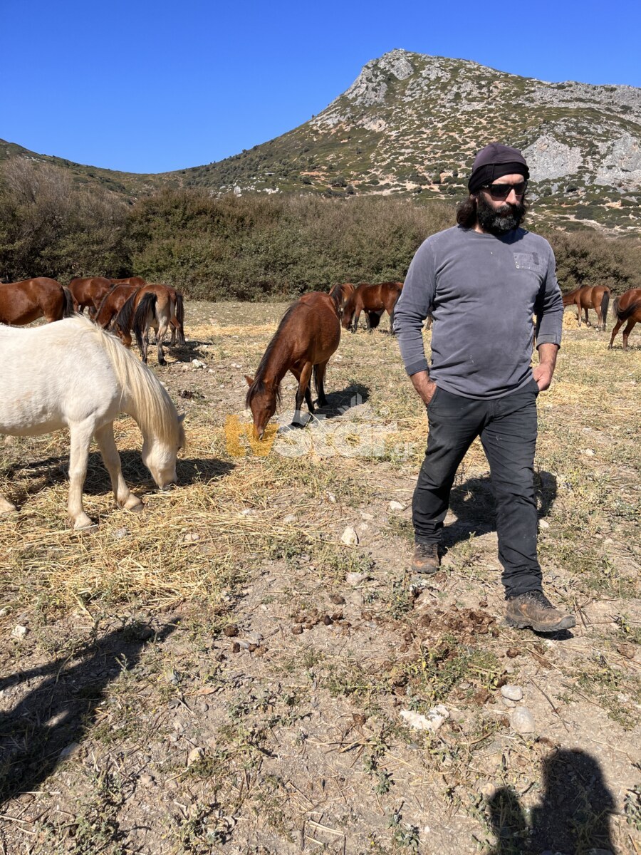 Προσπάθειες να μην εξαφανιστεί το Σκυριανό αλογάκι - Τι λέει στο Star ...