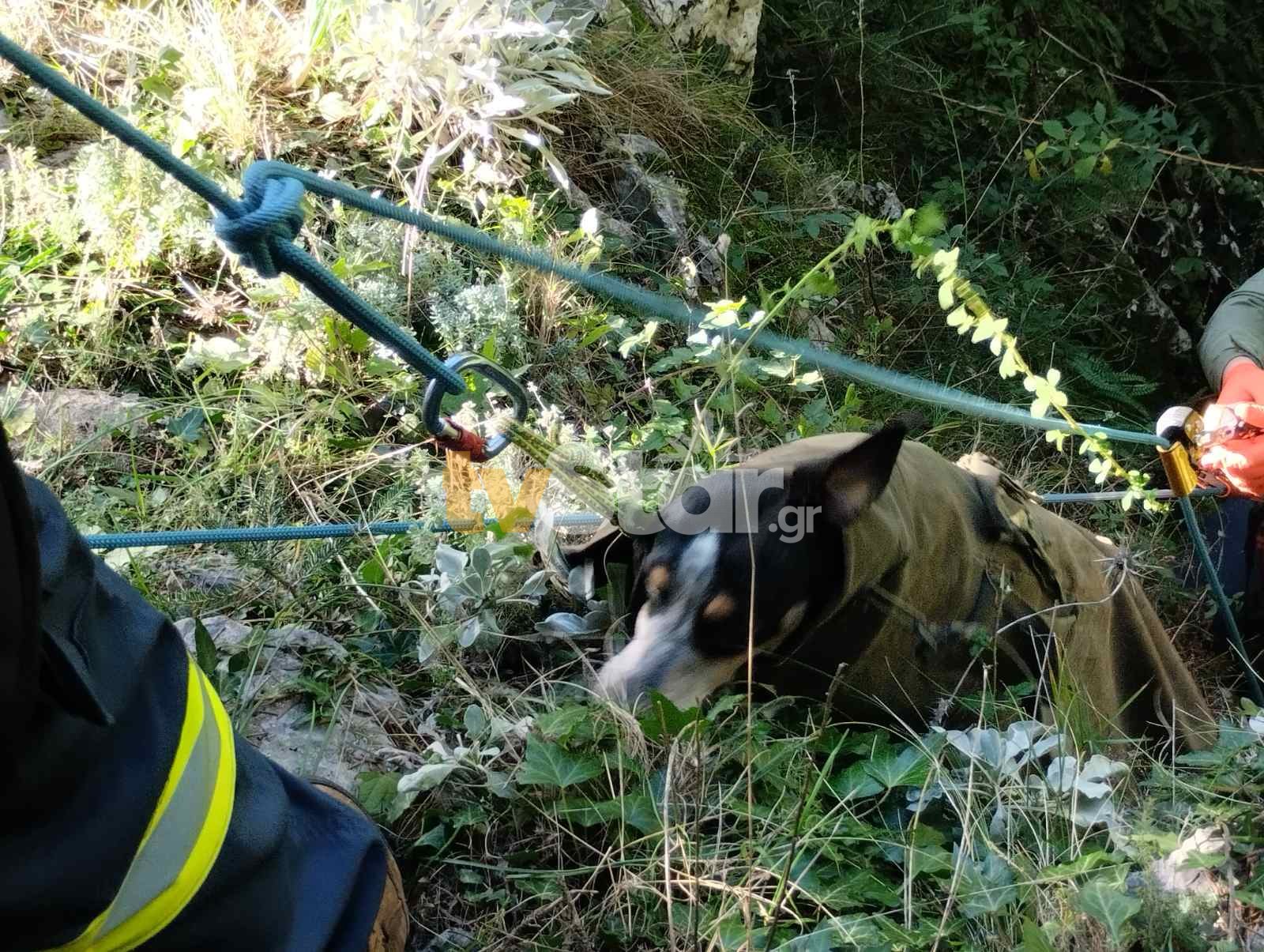 Επιχείρηση της 7ης ΕΜΑΚ για την διάσωση σκύλου. (φωτο) – tvstar.gr