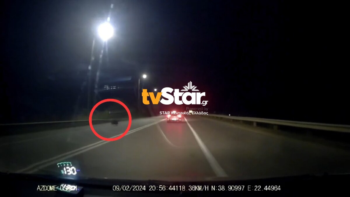 Λαμία: Αγριογούρουνο έκανε βόλτα ανάμεσα σε αυτοκίνητα. (video) – tvstar.gr