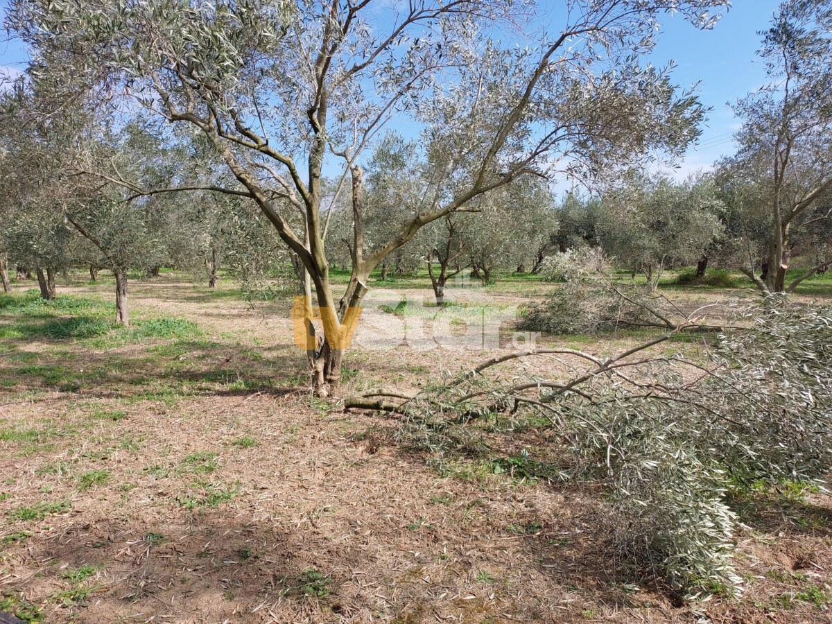 Άγνωστοι μπήκαν σε ελαιοπερίβολα στη Λαμία και έκοψαν τα δέντρα (φώτο ...