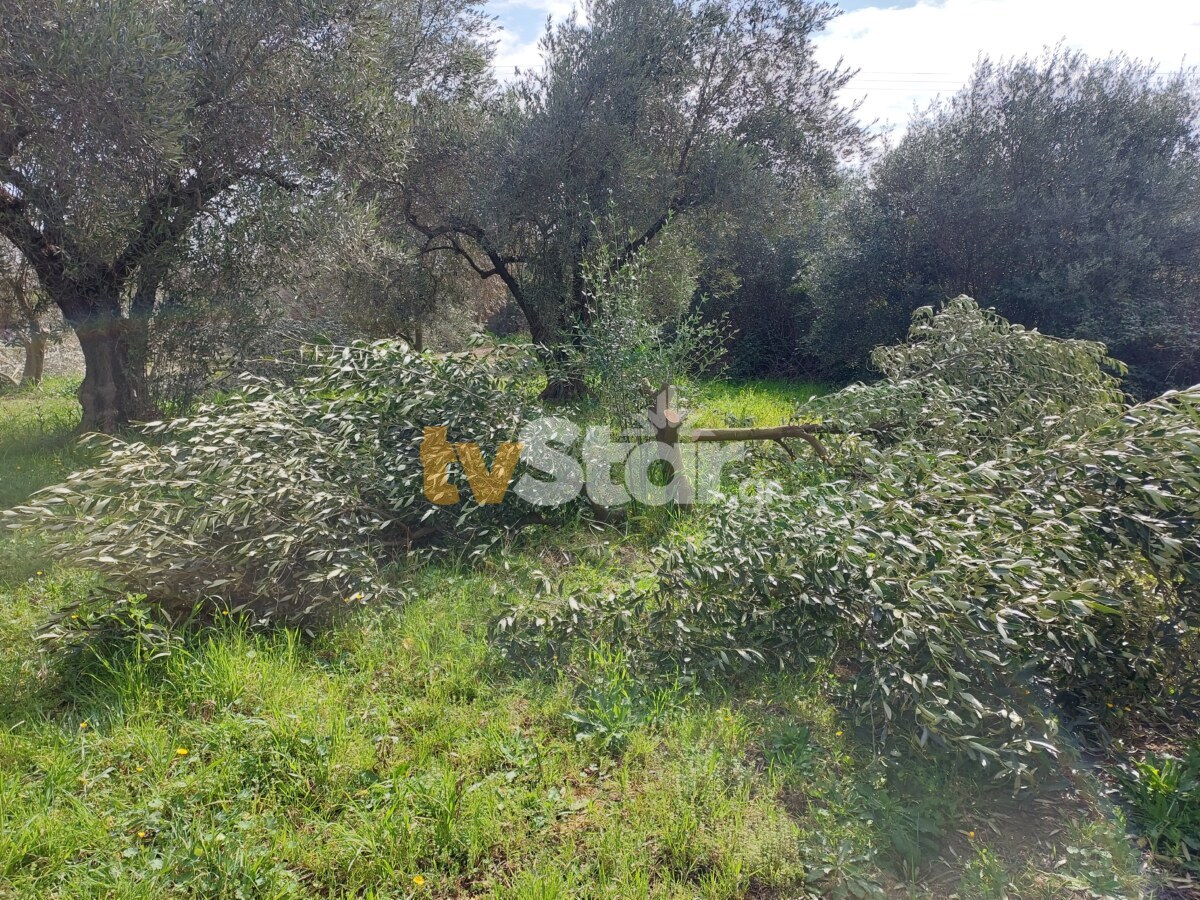 Άγνωστοι μπήκαν σε ελαιοπερίβολα στη Λαμία και έκοψαν τα δέντρα (φώτο ...