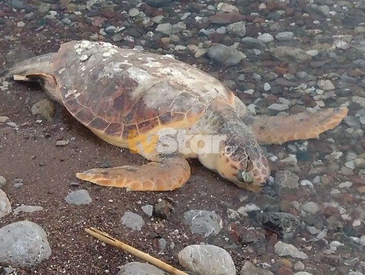 Φθιώτιδα: Εντοπίστηκε νεκρή χελώνα Καρέτα-Καρέτα – tvstar.gr