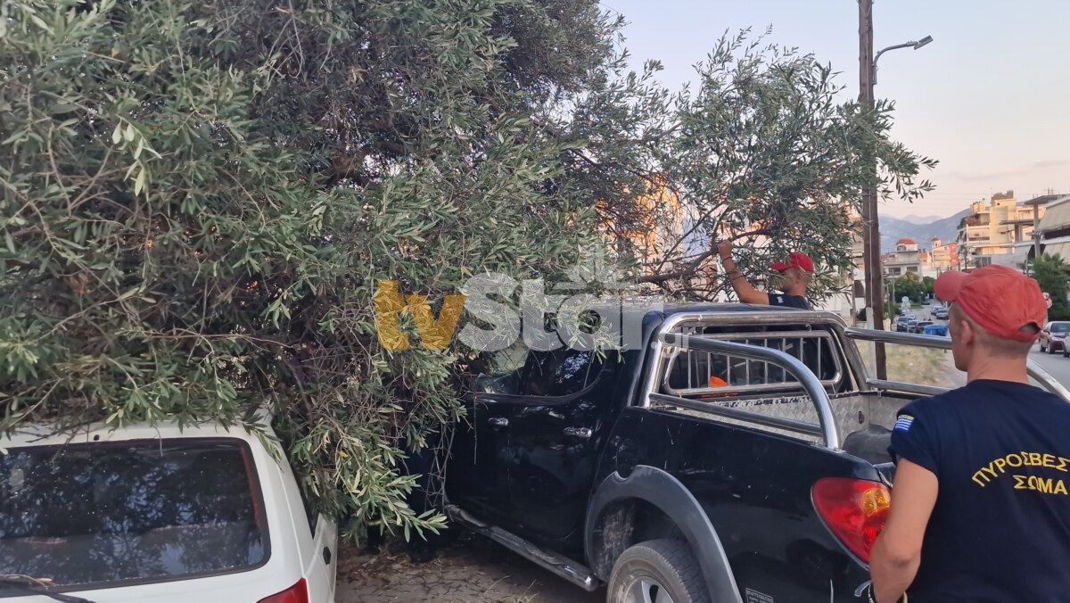 Λαμία: Ελιά έσπασε και πλάκωσε αυτοκίνητα στη Λαμία. (φωτο video ...