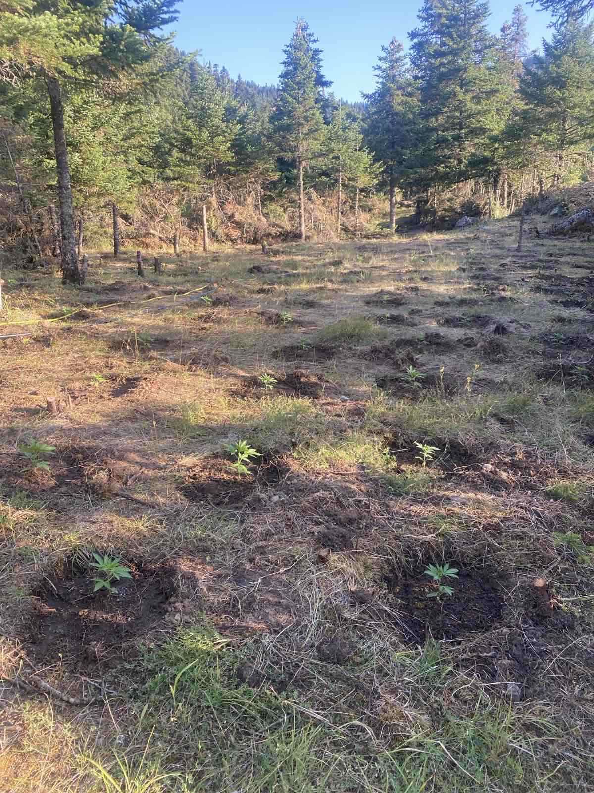 Φωκίδα: Εντοπίστηκε οργανωμένη φυτεία κάνναβης με 1.838 δενδρύλλια ...