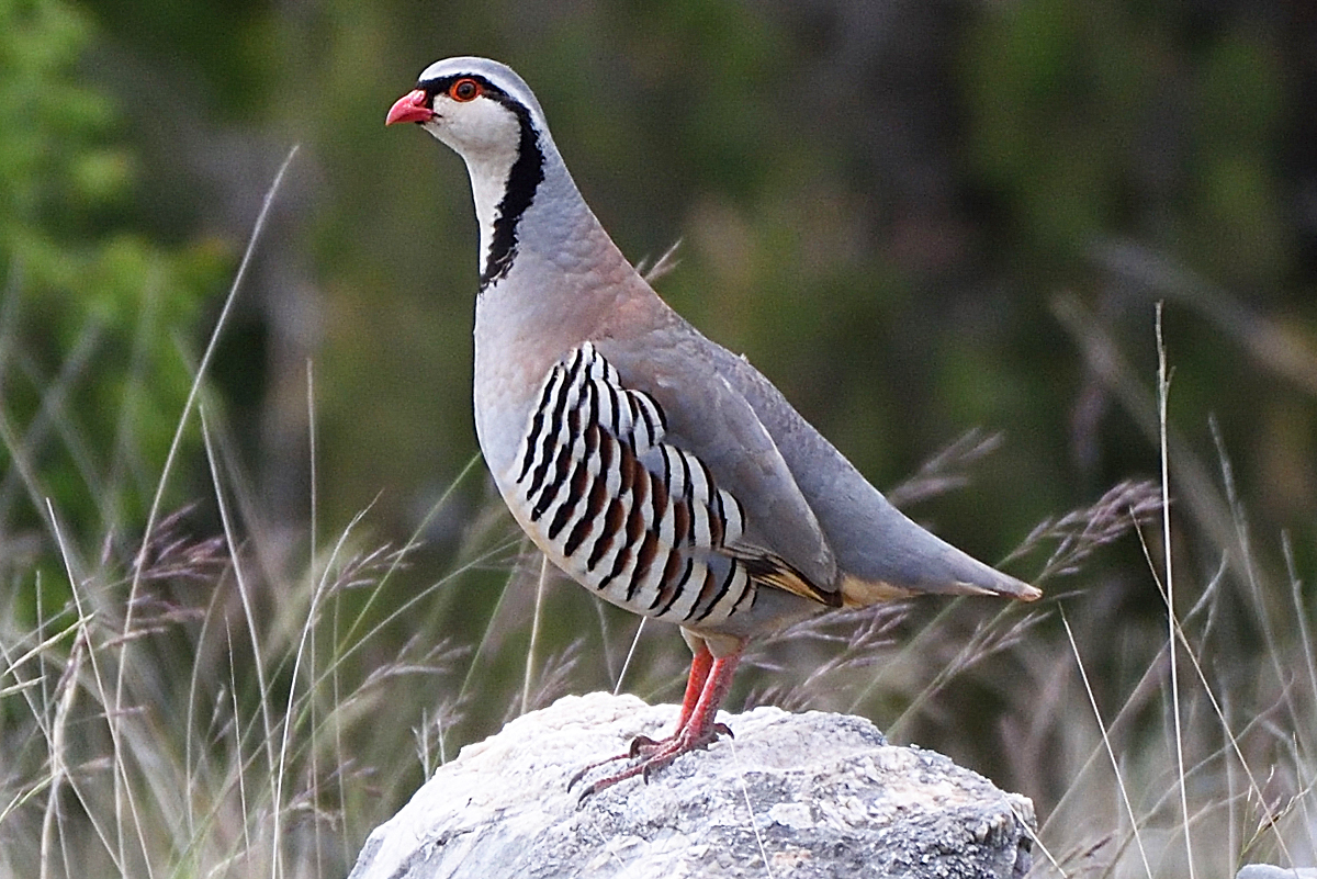 Απελευθέρωση ορεινής πέρδικας για την ενίσχυση της άγριας πανίδας από ...