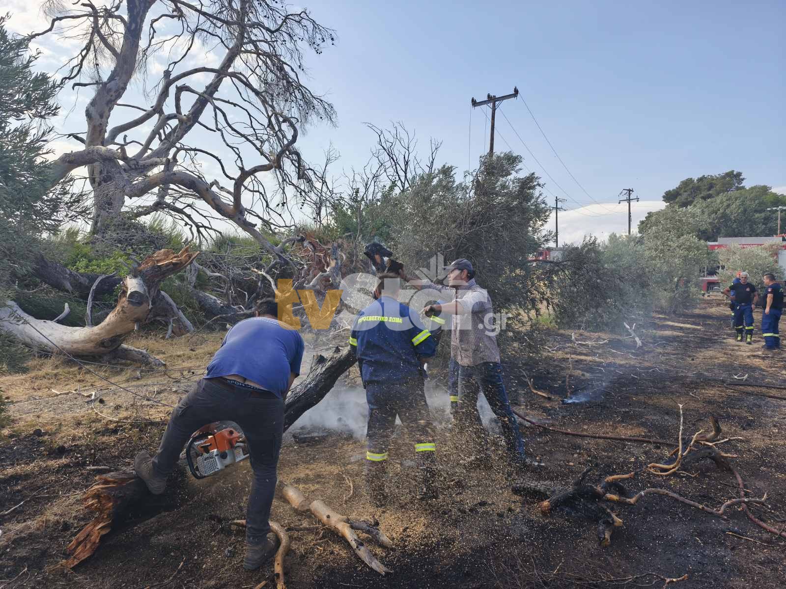 Δασεργάτες και Πυροσβεστική πρόλαβαν φωτιά στην Β. Εύβοια – tvstar.gr