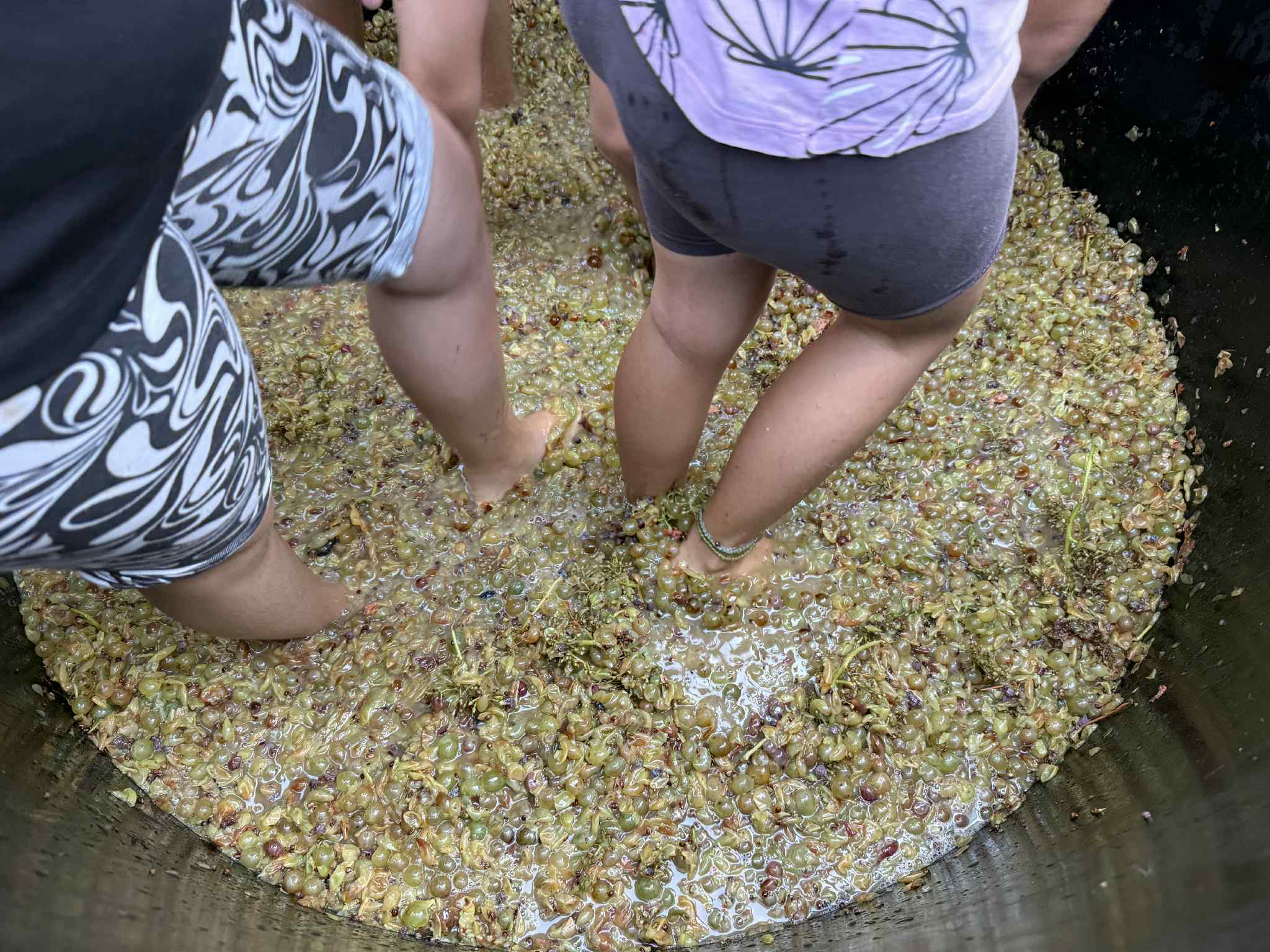 Με επιτυχία πραγματοποιήθηκε η «Γιορτή Κρασιού 2025» του Δήμου Λοκρών ...